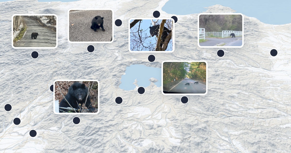 Black Bear in Hanno City, Saitama (Oct 26, 2025) #B4A4 - Kumamap